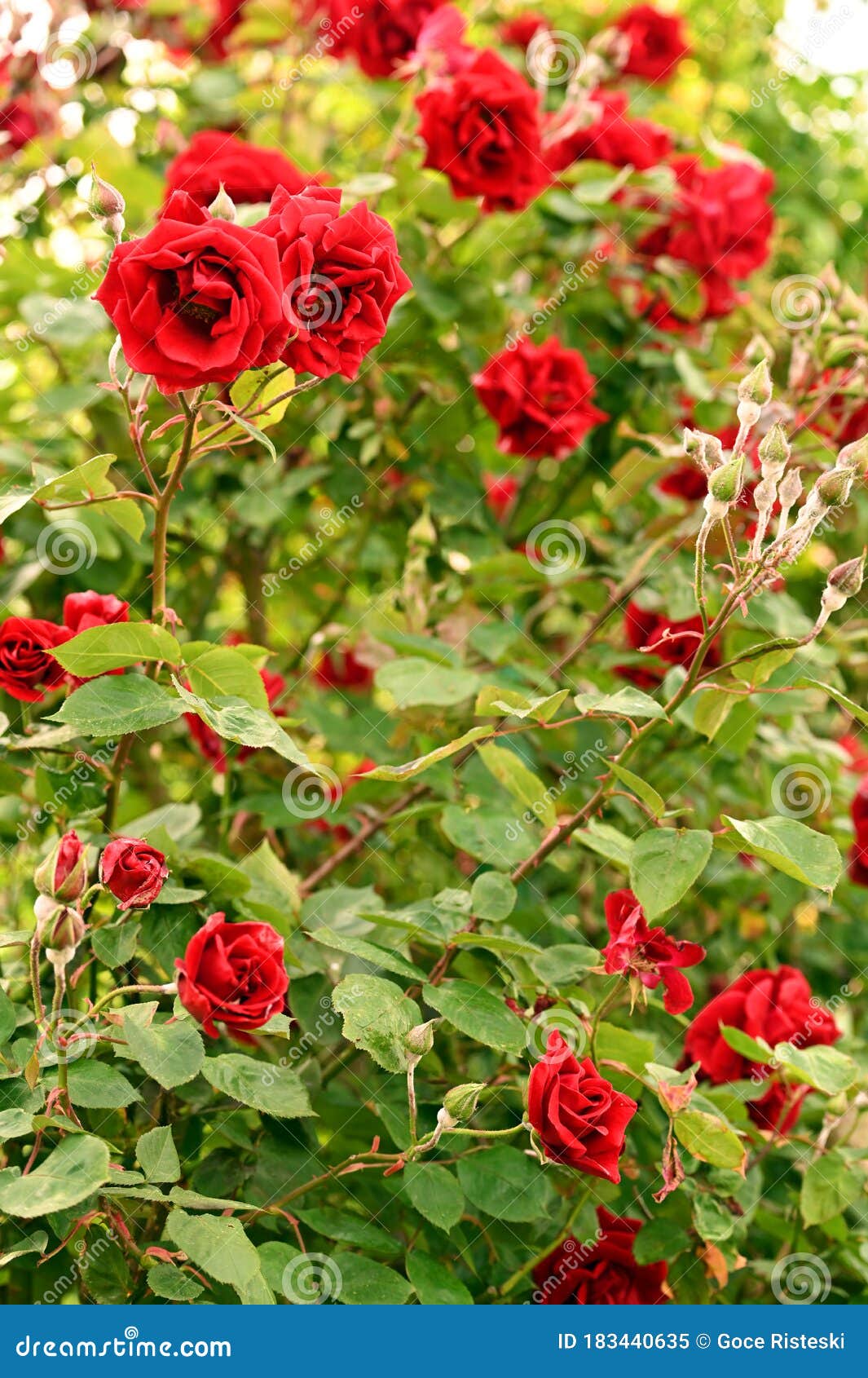 Red roses in springtime stock image. Image of botanic - 183440635