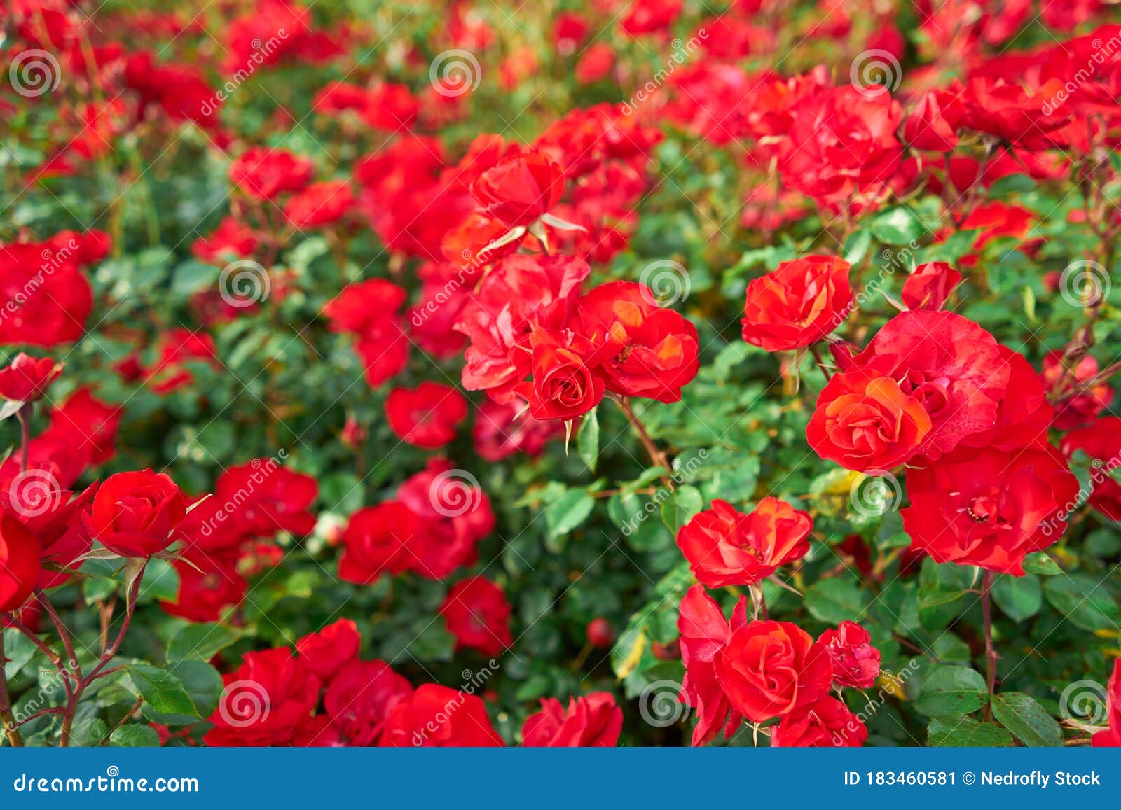 Garden with Red Roses Texture in Spring Stock Image - Image of path ...