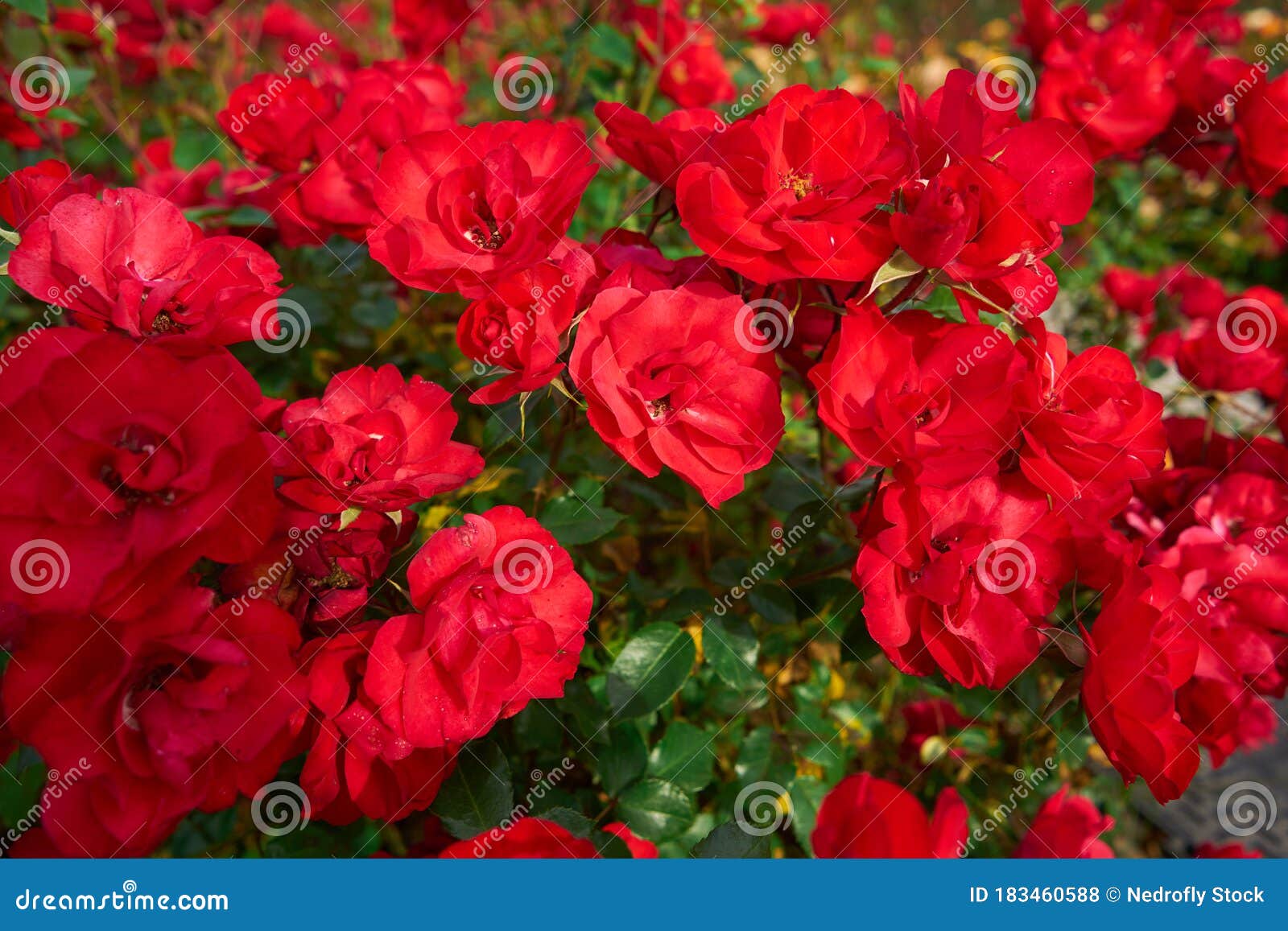 Garden with Red Roses Texture in Spring Stock Photo - Image of leaves ...