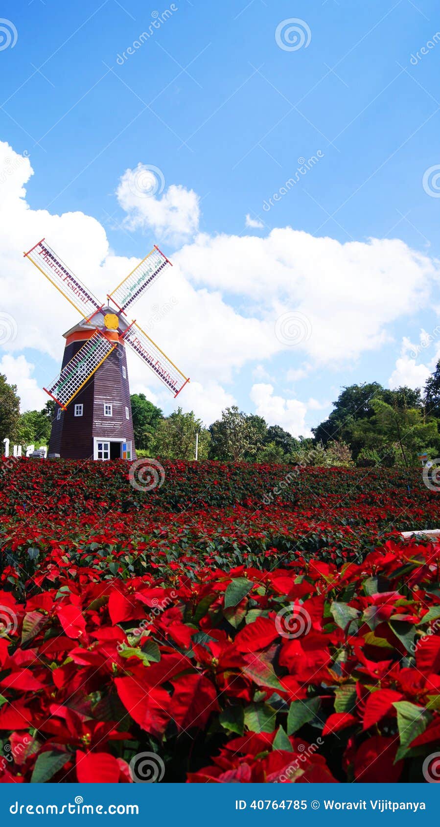 Garden red windmill editorial image. Image of poinsettia - 40764785
