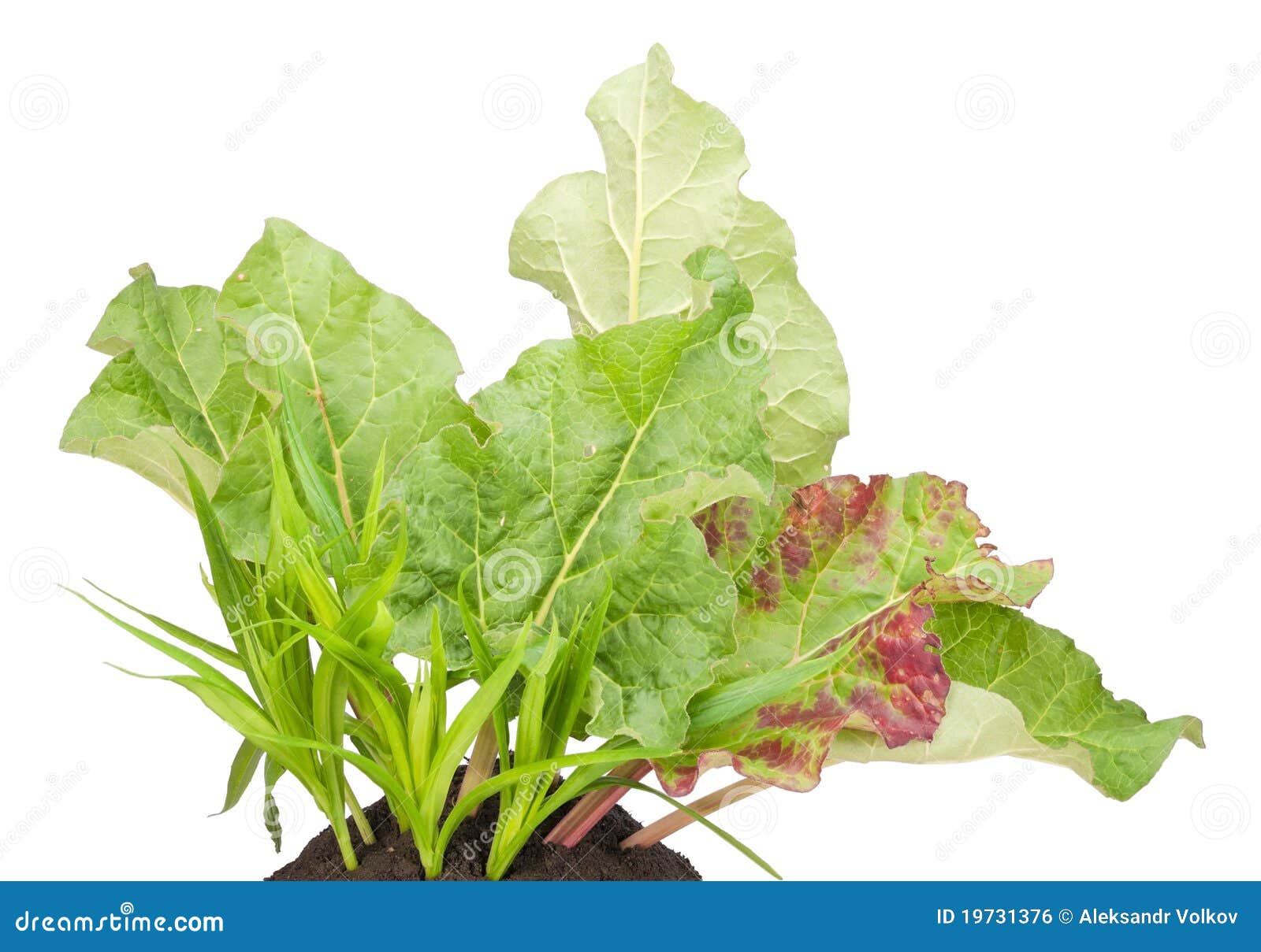 Garden Rhubarb Vegetable Plant Stock Photo - Image of isolated, lush ...