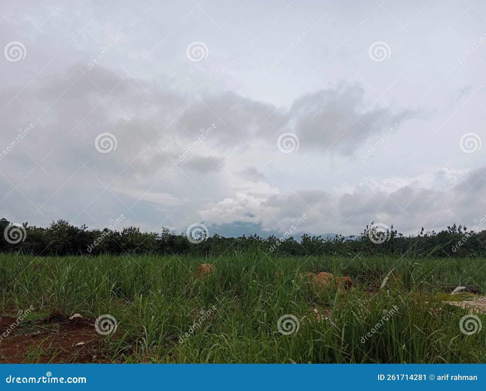 Garden and Rice Field Views Stock Image - Image of rice, page: 261714281