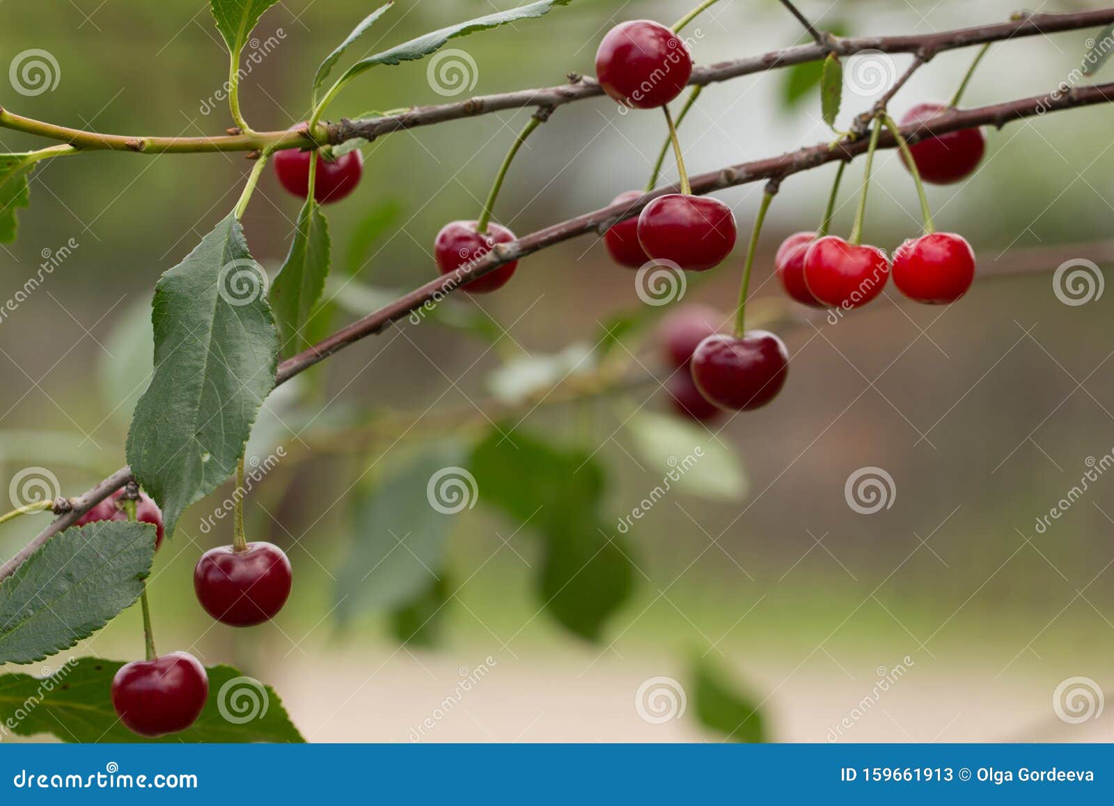 In the Garden Ripe Cherryripe Red Cherry on a Tree Stock Image - Image ...