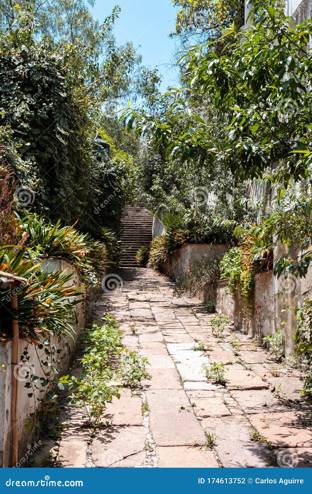 Garden Road, Old Stone Road Surrounded by Green Plants Stock Photo ...