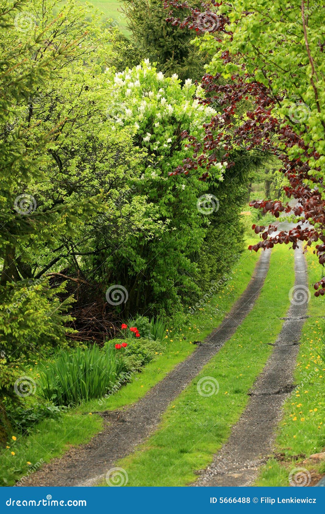Garden road stock photo. Image of grass, plants, garden - 5666488