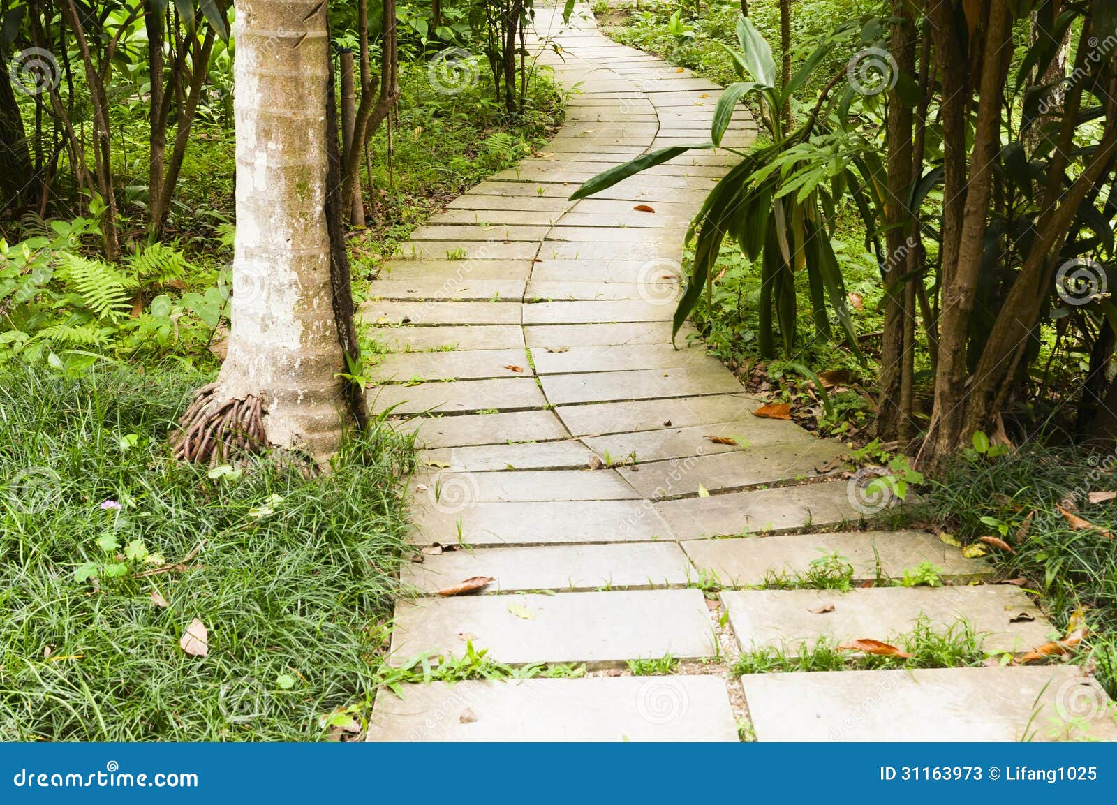 Garden road stock image. Image of palm, cultured, garden - 31163973