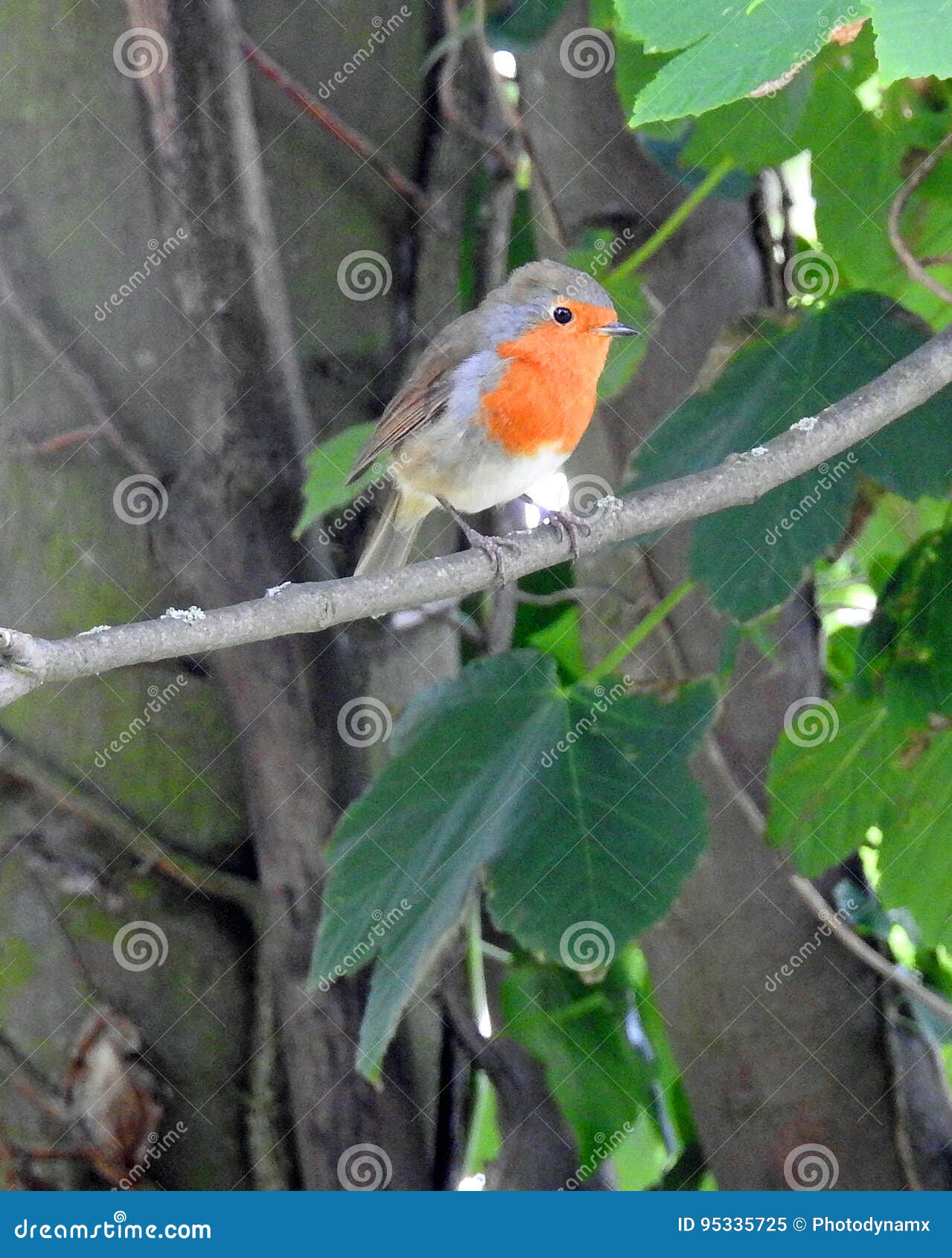 Garden robin stock image. Image of redbreast, animal - 95335725