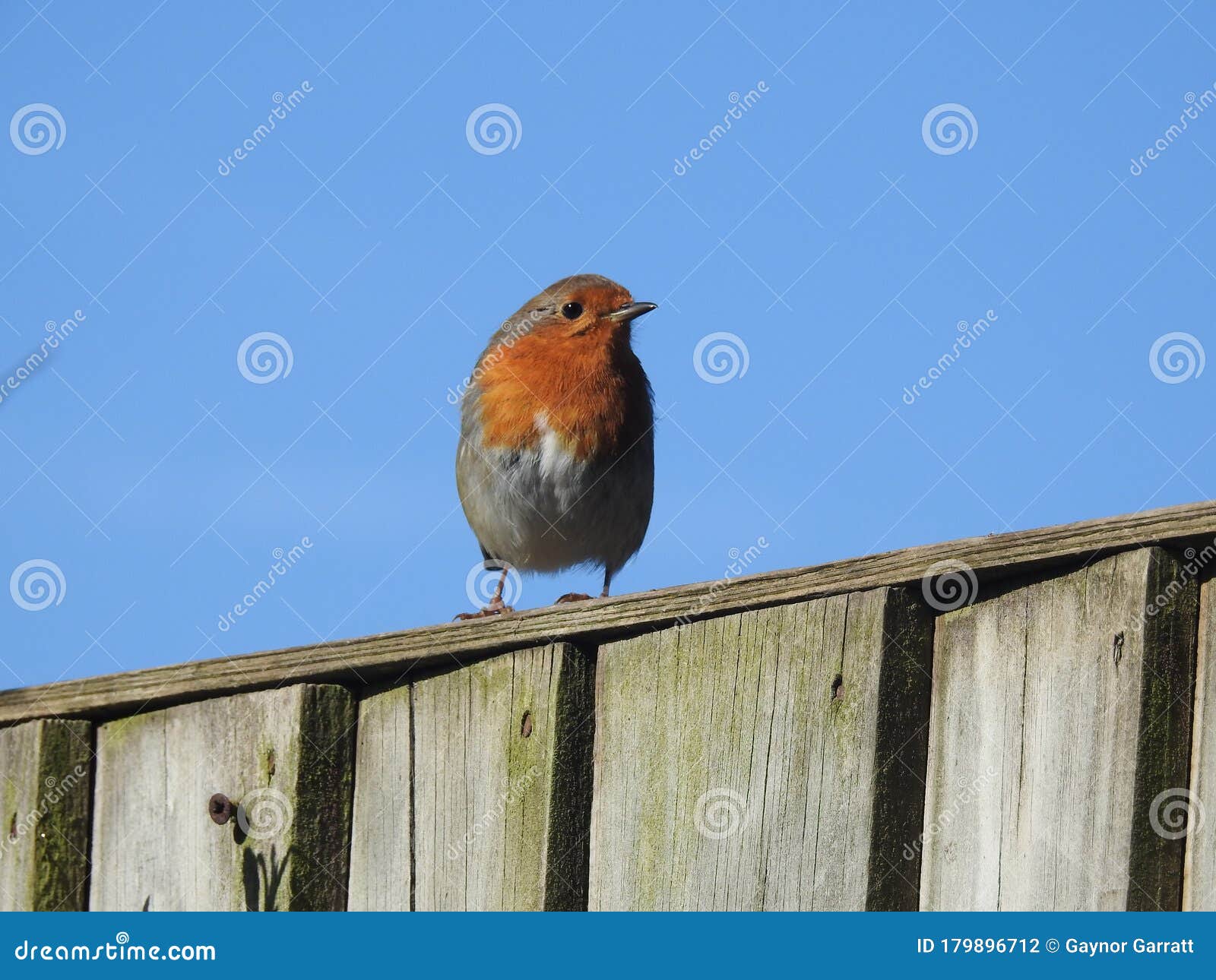 A Garden Robin Standing on a Fence Post Stock Photo - Image of fence ...