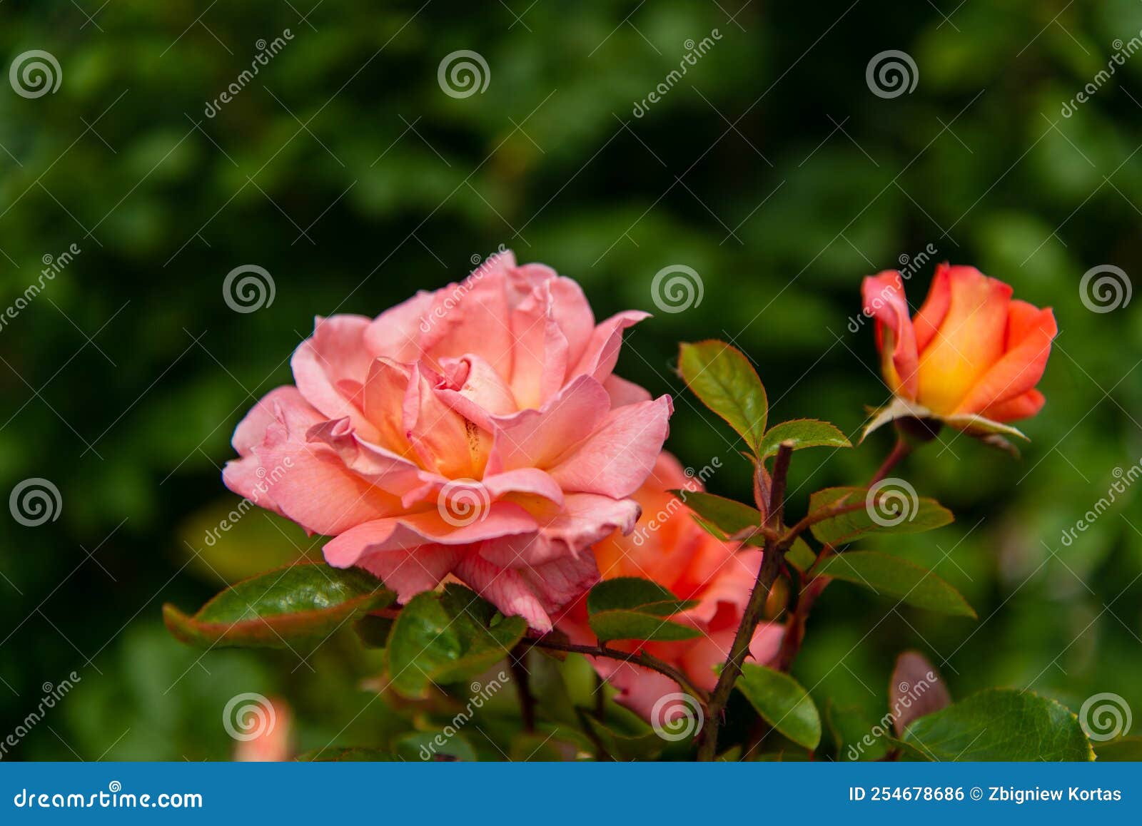 Garden rose stock photo. Image of leaf, closeup, outdoor - 254678686