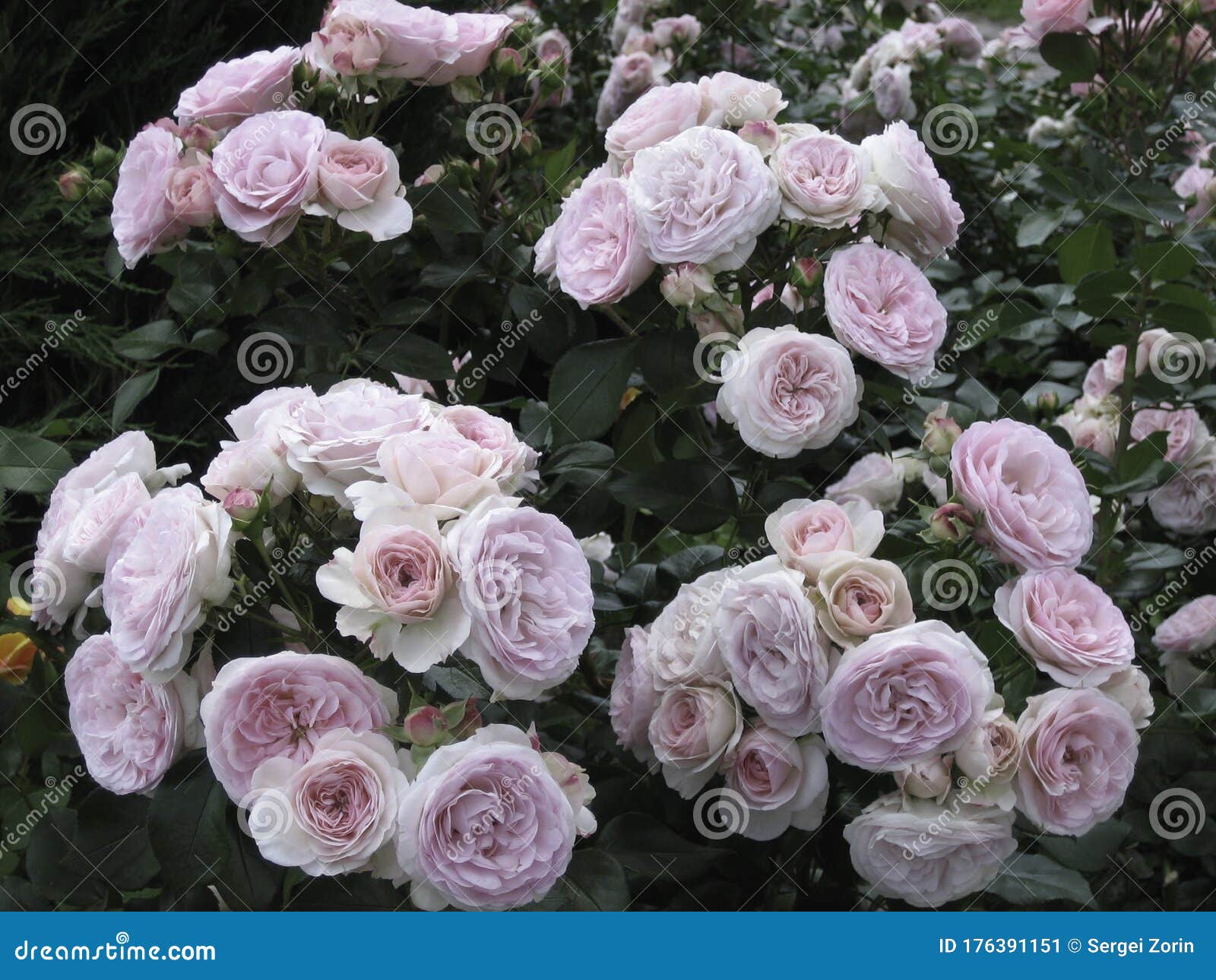 Garden Rose Bush with Many Bright-rose Buds Stock Image - Image of ...