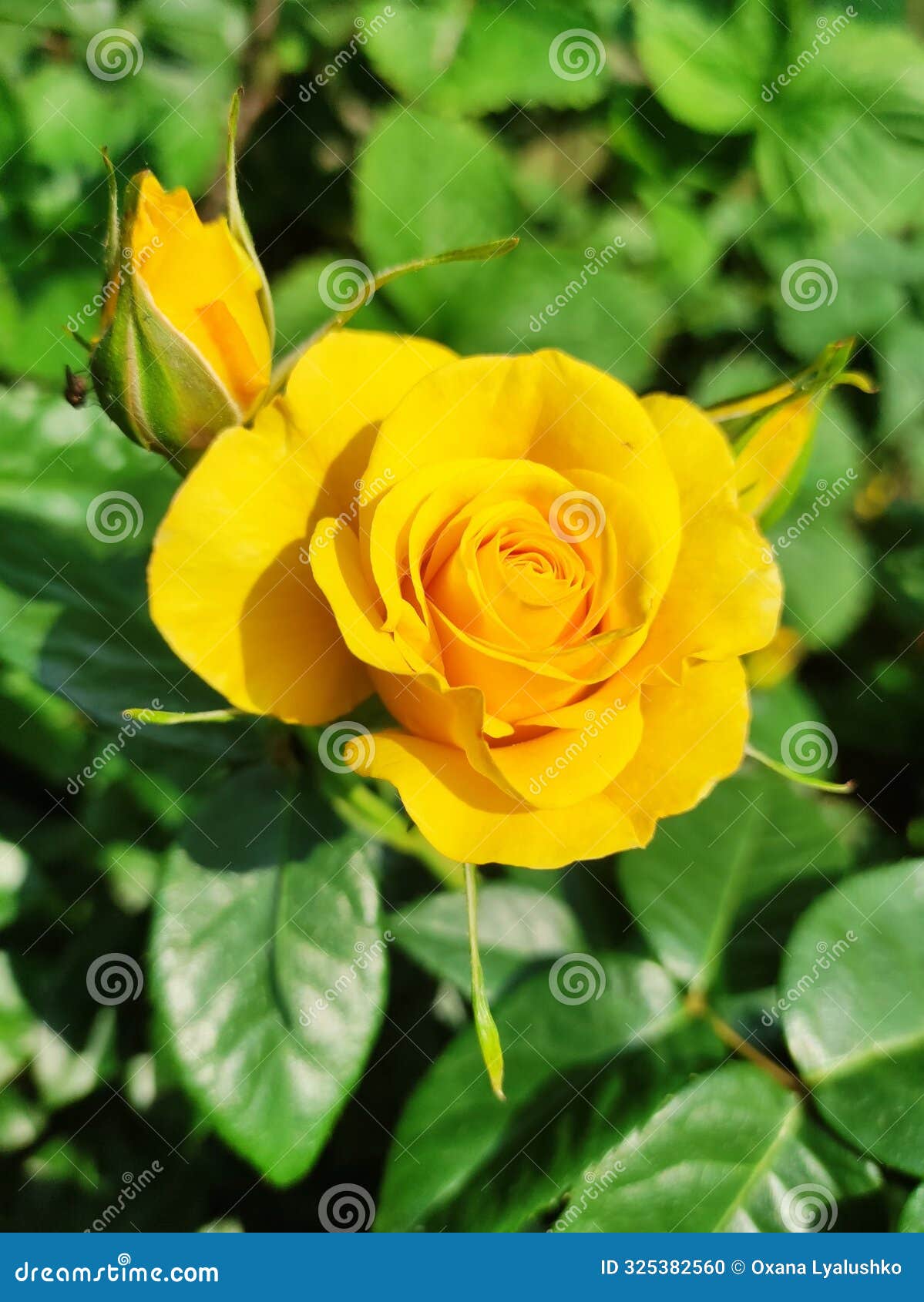Garden Rose, Floribunda, Yellow, Sunsprite Stock Photo - Image of yellow, green: 325382560