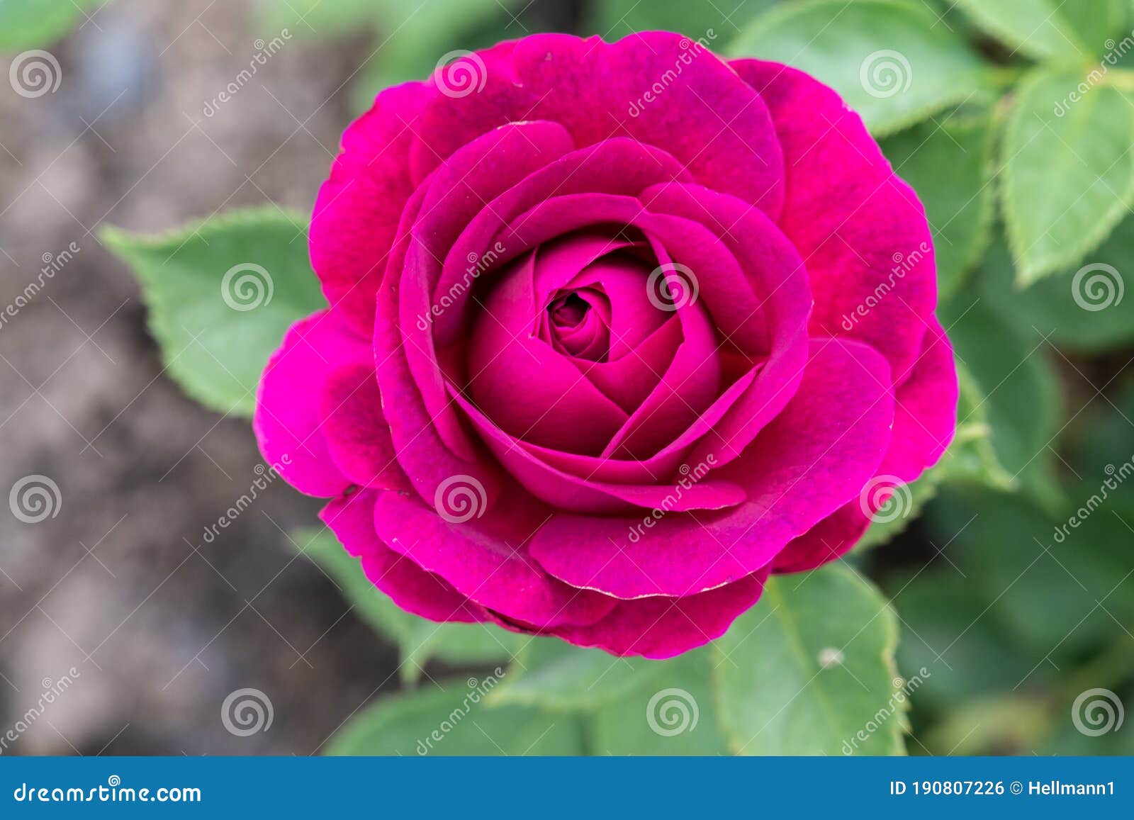 Celestial Night stock photo. Image of rosaceae, natural - 190807226
