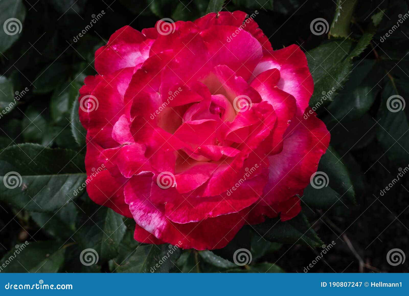Color Magic stock image. Image of summer, flora, flower - 190807247