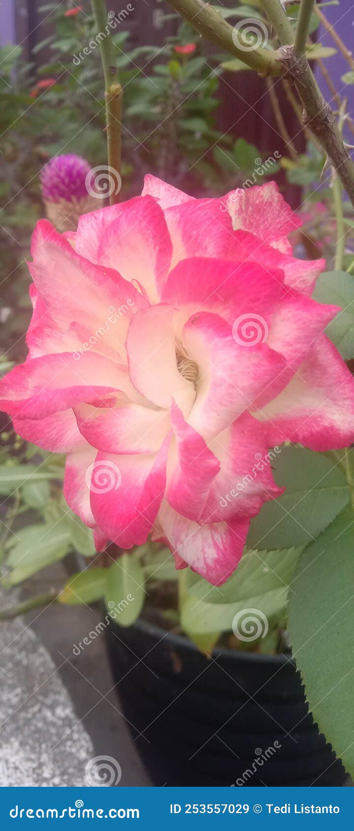 Garden Rose Layout with Unique and Interesting Texture Stock Image ...