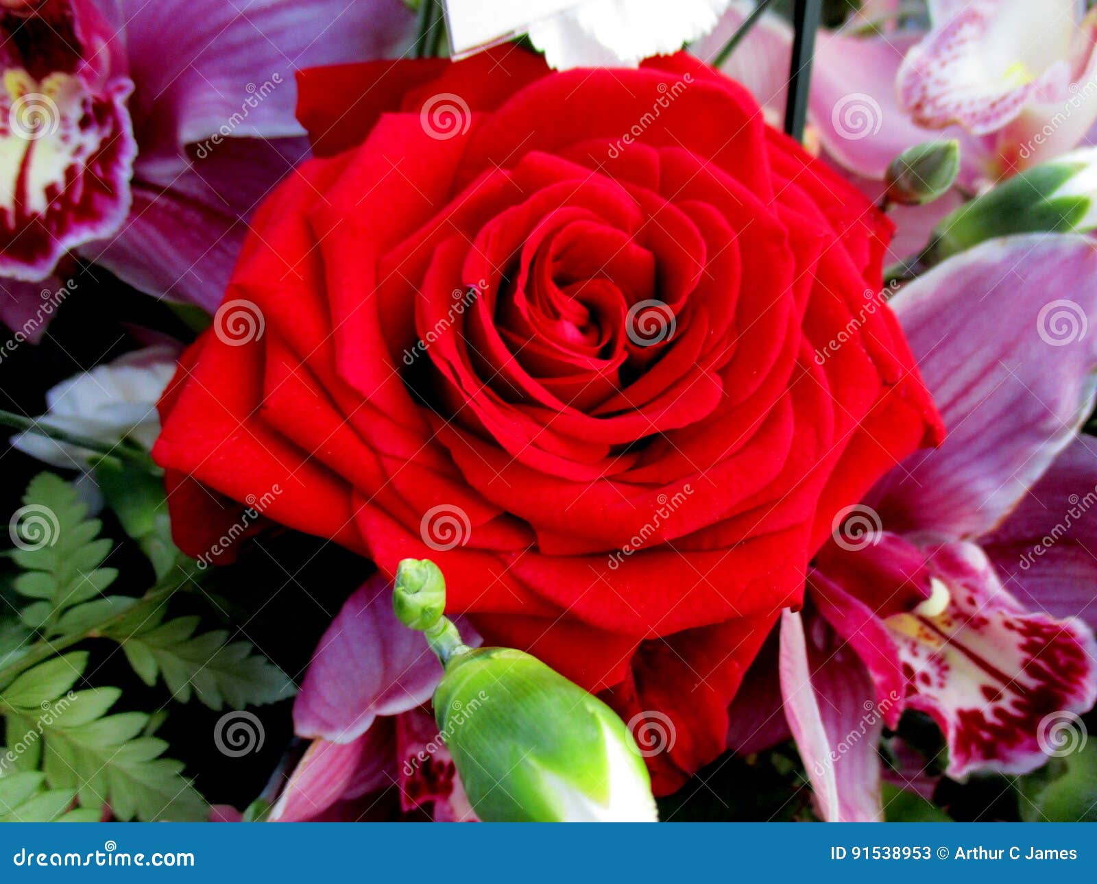 Garden rose scene stock image. Image of scene, flower - 91538953