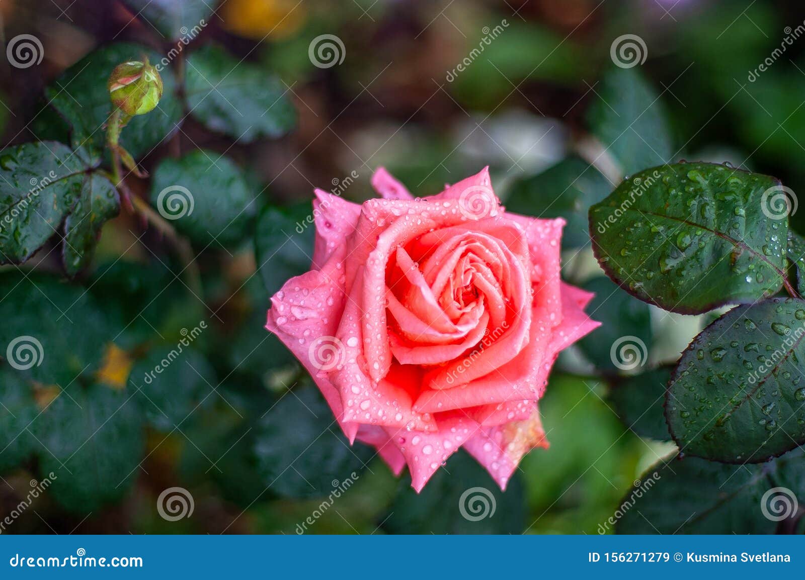 Garden roses on the plot. stock image. Image of flower - 156271279