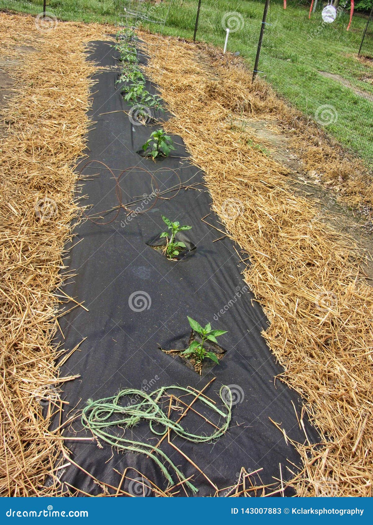 Garden Rows Using Black Plastic and Straw for Weed Control Stock Image ...