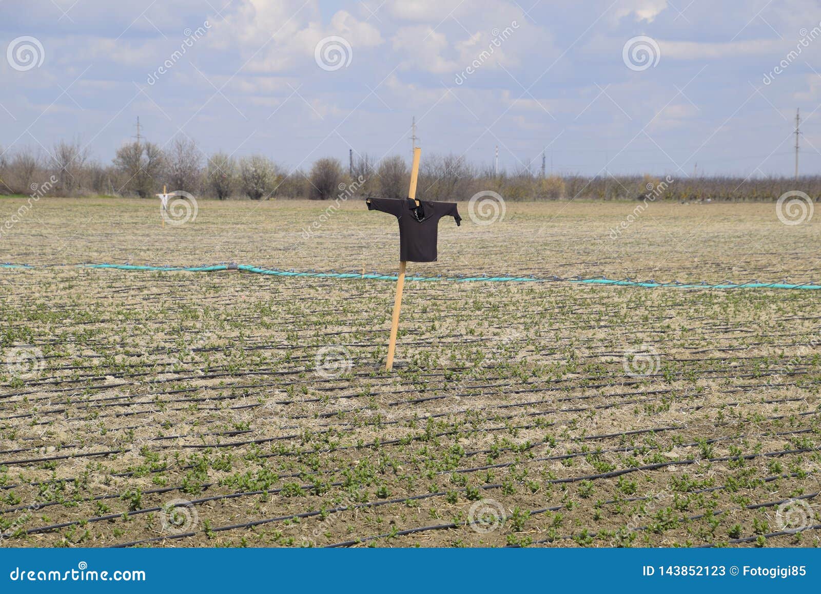 Garden Scarecrow on Field, Scaring Crows from Crops Stock Image - Image ...