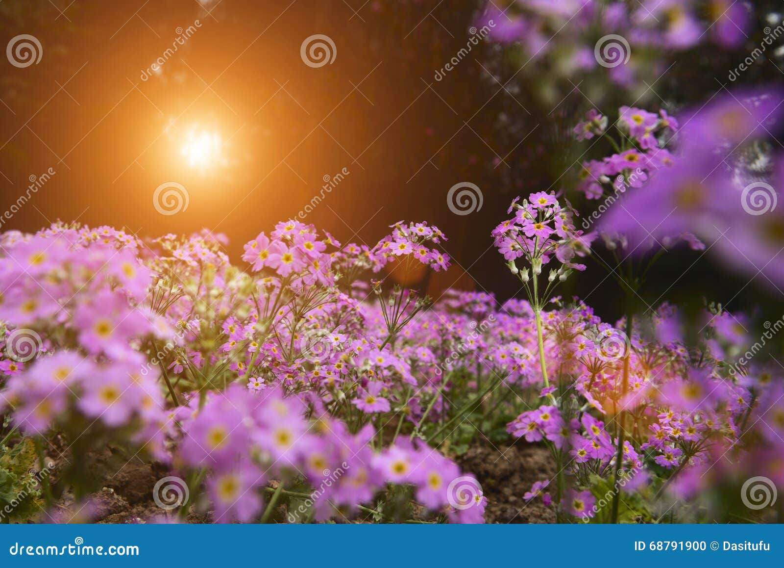Garden scenery at sunrise stock photo. Image of farm - 68791900