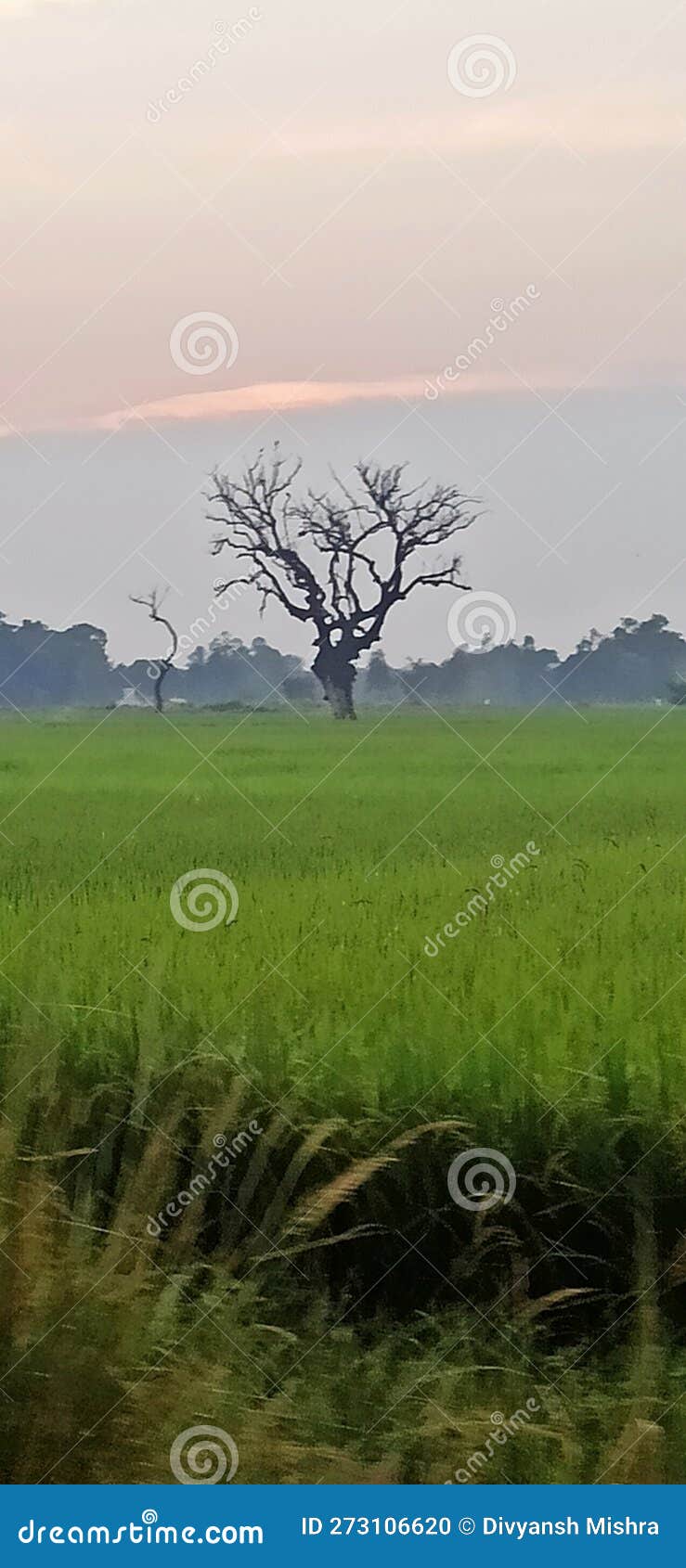 Garden Scenery Trees Crops Sunset Stock Photo - Image of garden ...