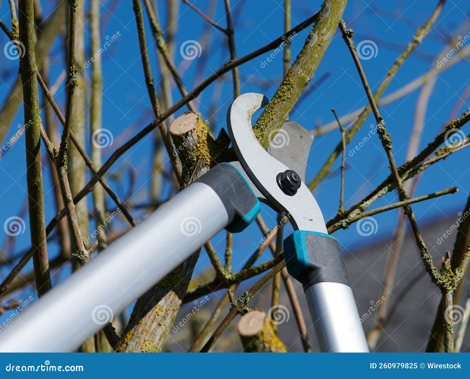 Garden Scissors Cutting the Dry Tree Branch Stock Image - Image of ...