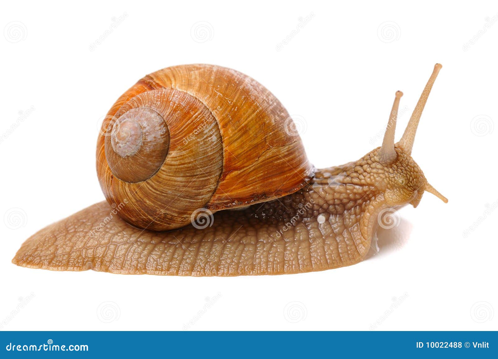 Garden shail stock photo. Image of crawl, pest, close - 10022488