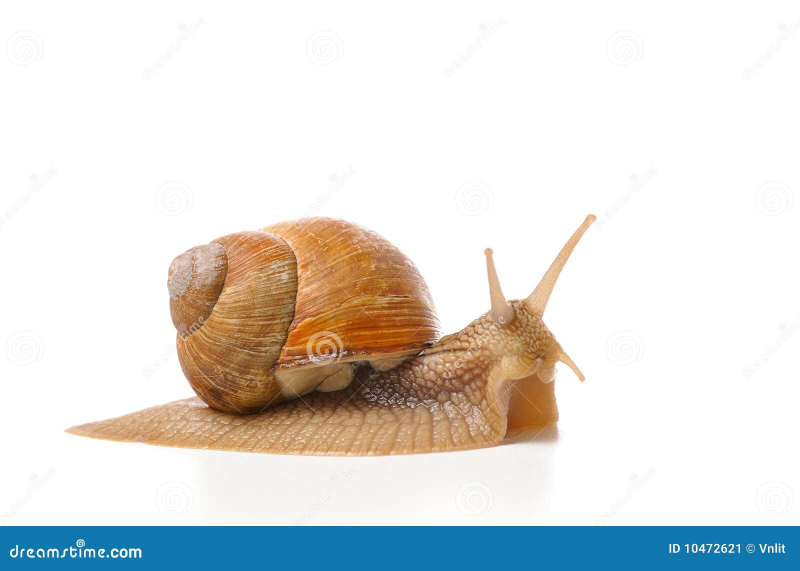 Garden Shail Stock Photos - Free & Royalty-Free Stock Photos from ...