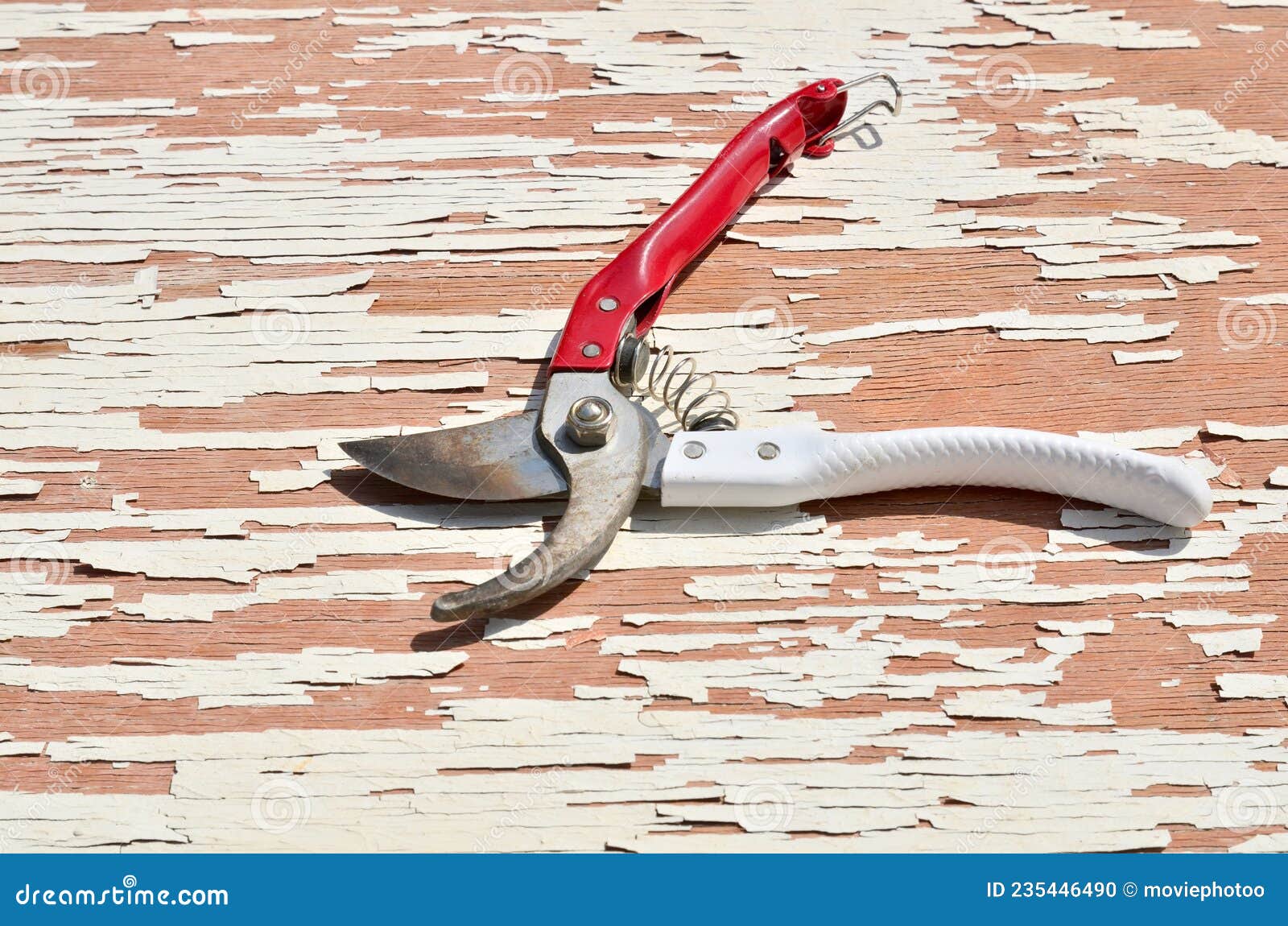 Garden Shears for Pruning Branches, Flowers and Shrubs Stock Photo ...