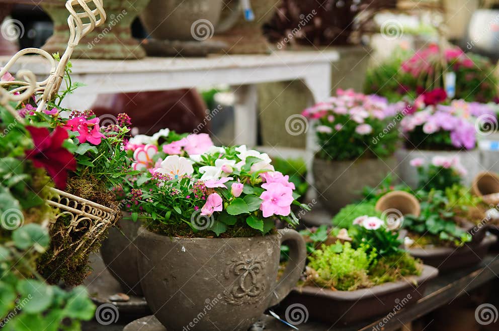 Garden shop stock image. Image of plant, arranged, beautiful - 19572343