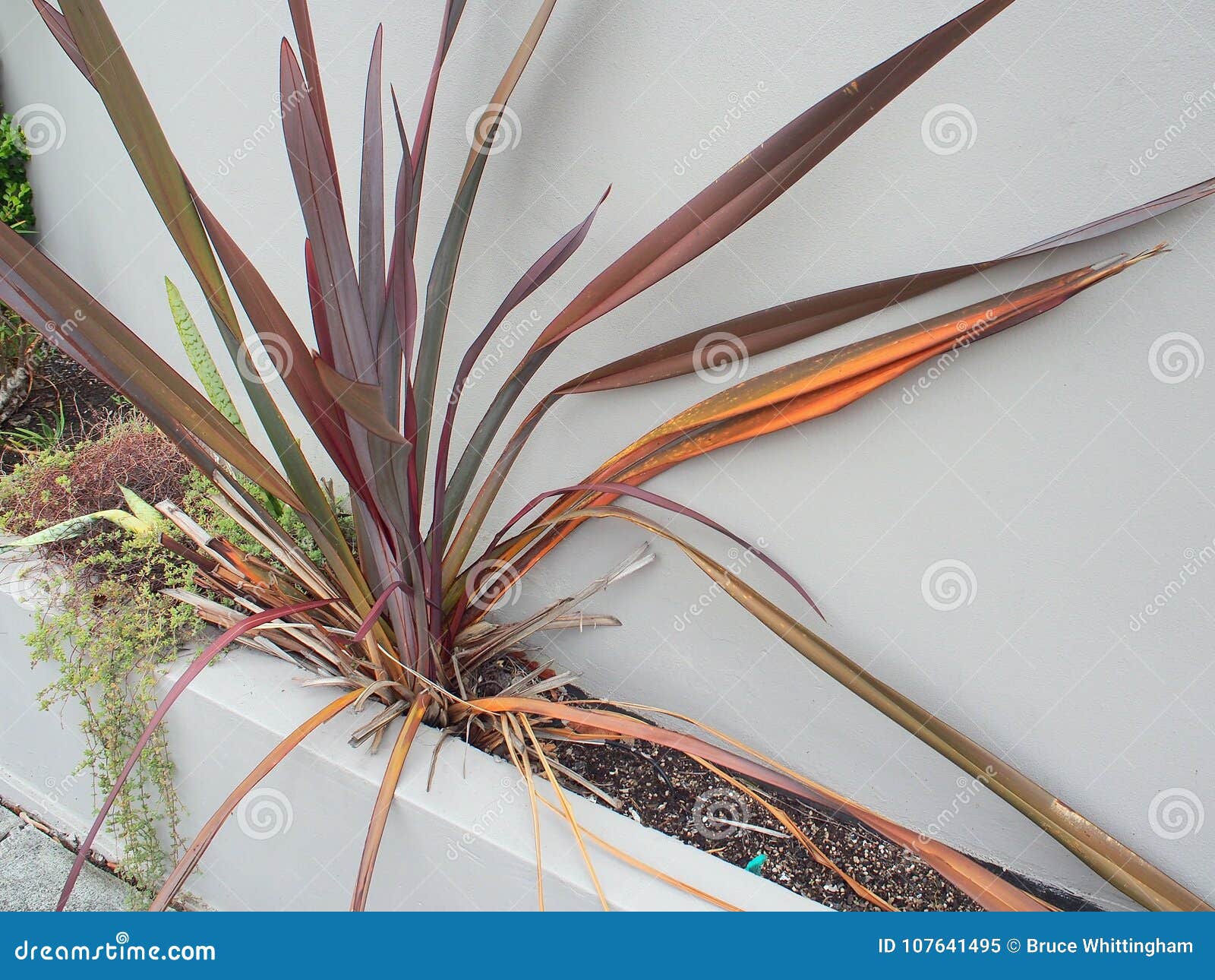 Shrub with Rust Red Leaves stock image. Image of purple - 107641495