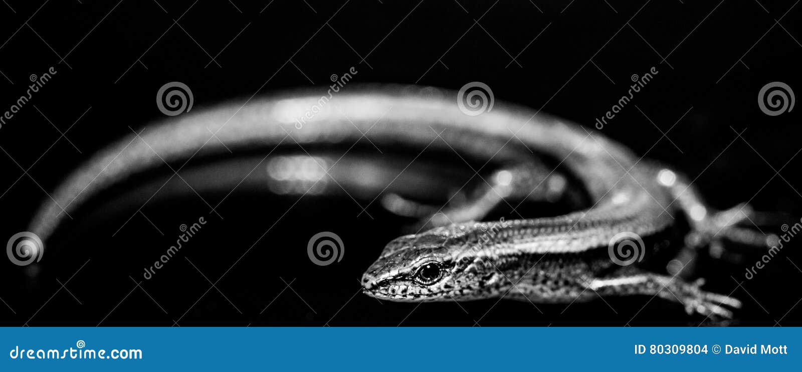 A Garden Skink Jackie Lizard Stock Photo - Image of foot, skink: 80309804