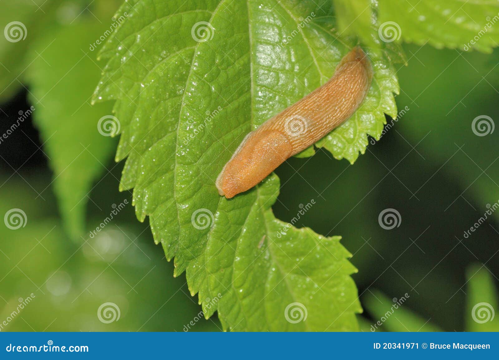 Garden Slug stock image. Image of slimy, crawling, fauna - 20341971