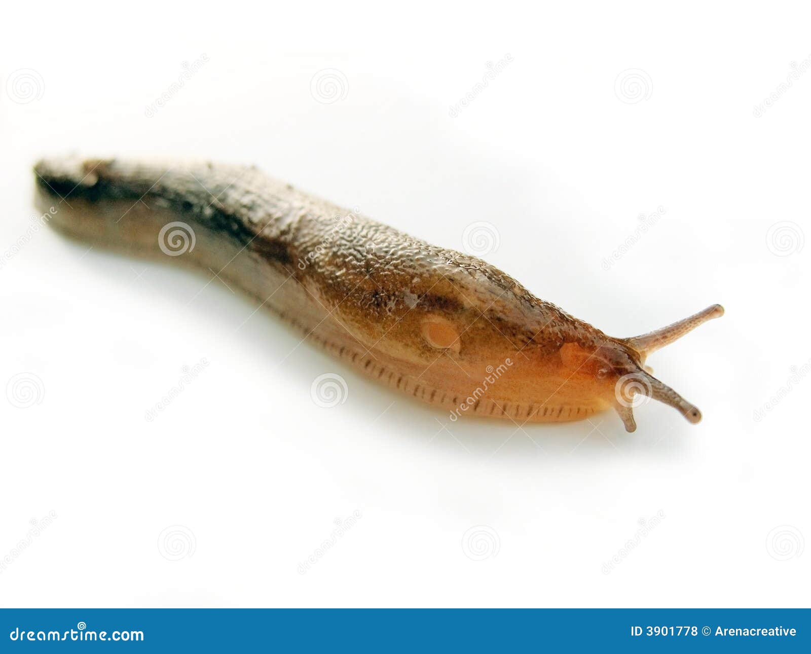 Disgusting Slug On Mushrooms. Harmless To Humans, Dangerous To ...