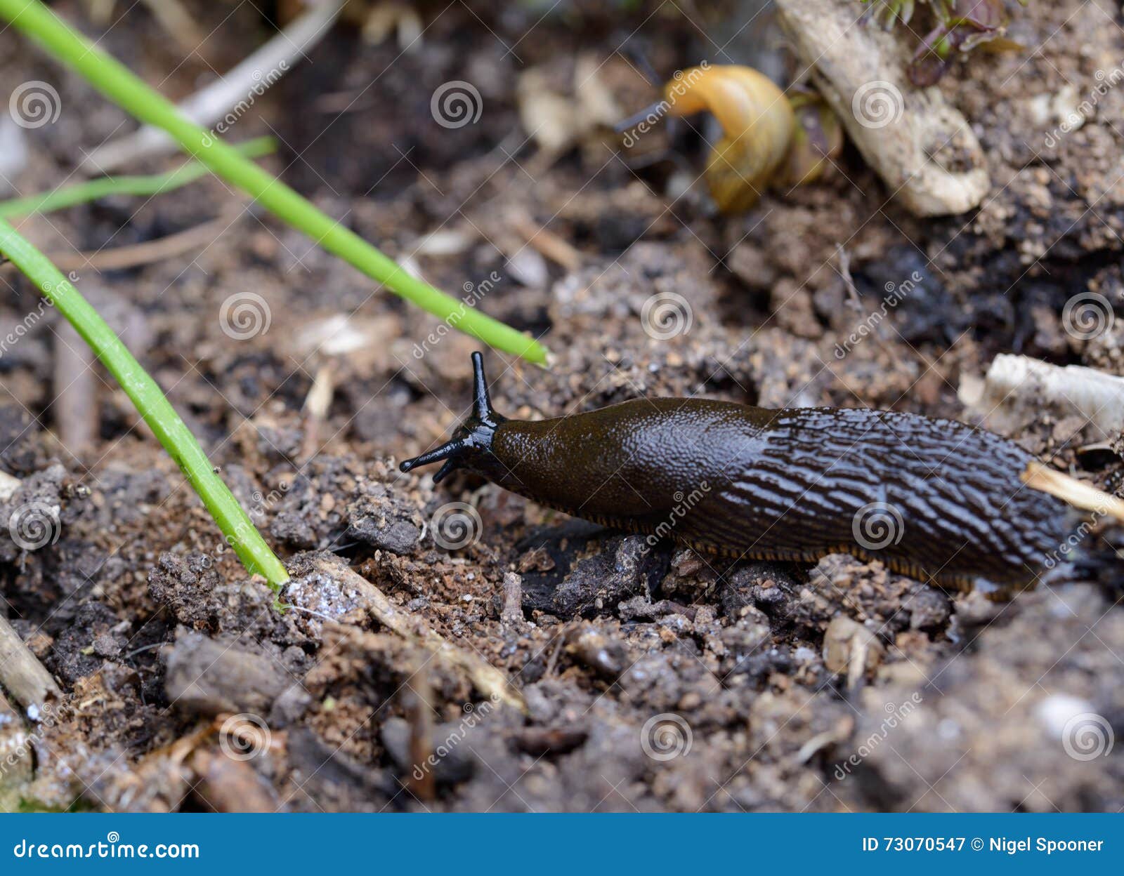 Garden slug stock image. Image of slime, living, green - 73070547