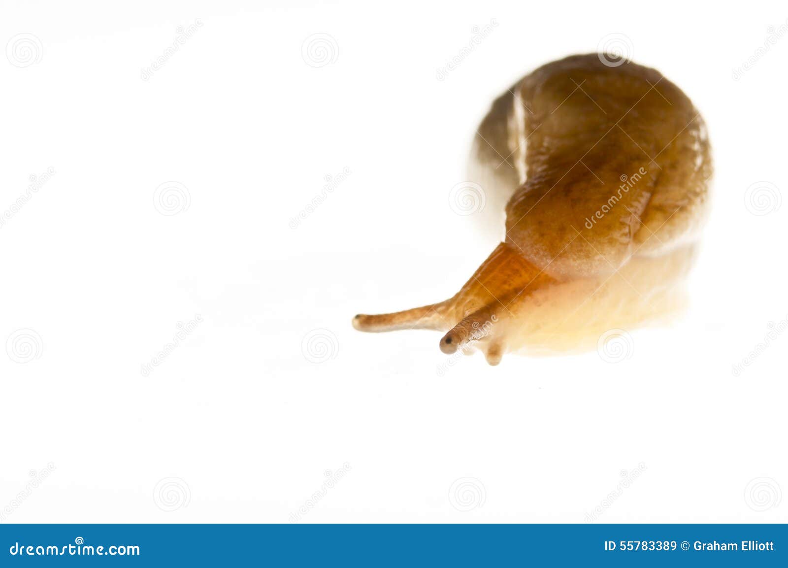 Garden Slug Isolated in White Stock Image - Image of hopper, black ...