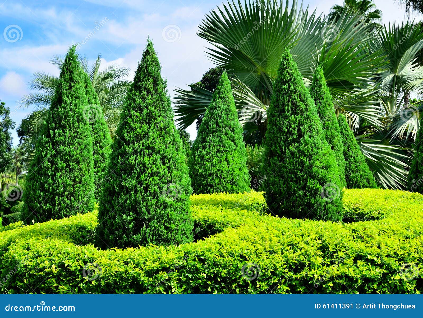 Garden with Small Pine Trees Stock Image - Image of outside, foliage ...