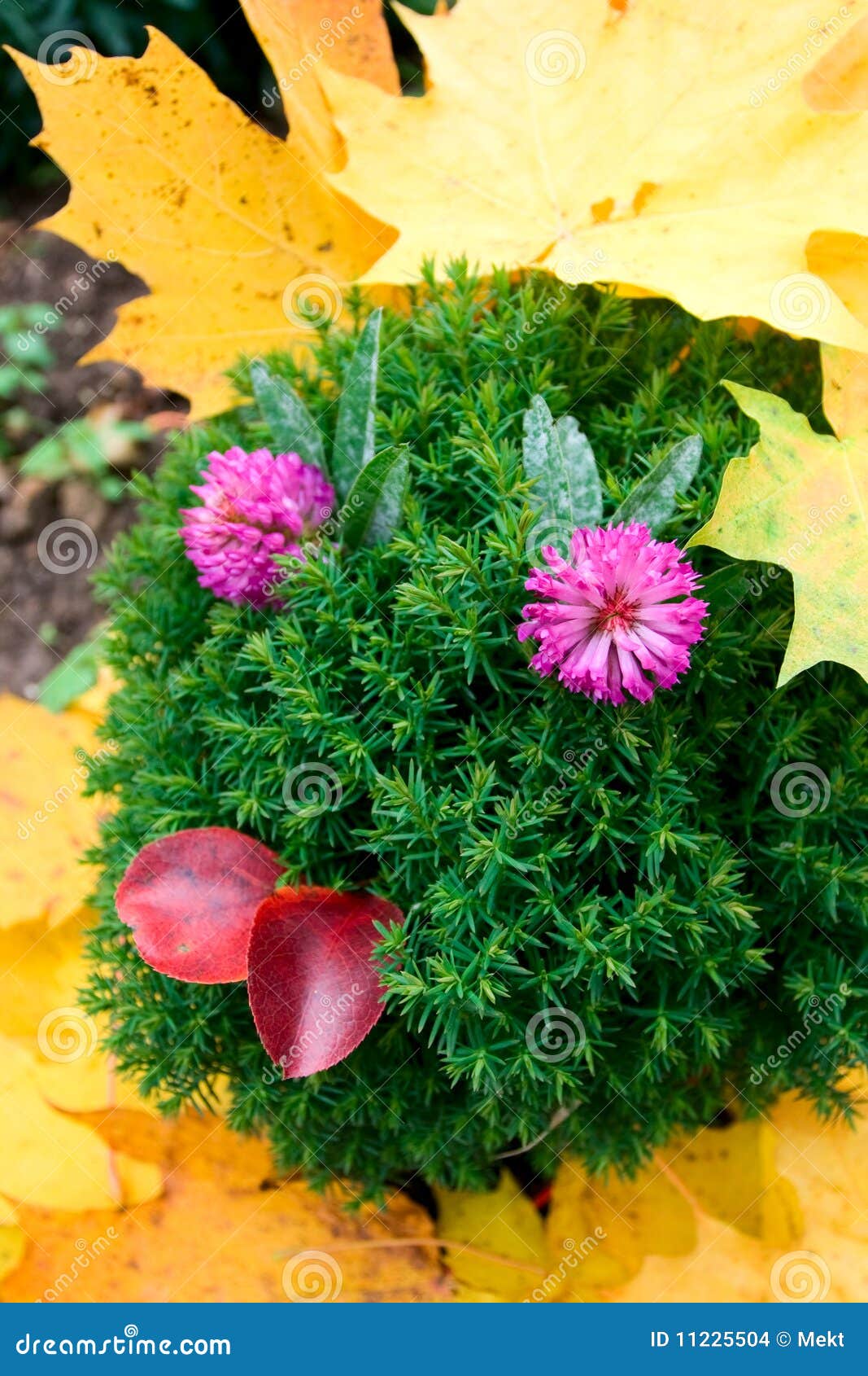 Garden smile stock photo. Image of autumn, garden, leaves - 11225504