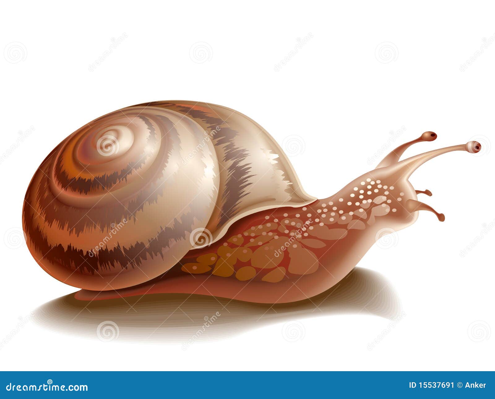 Garden Snail From A Splash Of Watercolor, Colored Drawing, Realistic ...