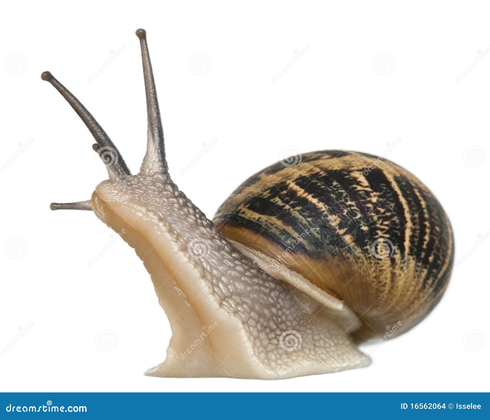 598 Side View Garden Snail Stock Photos - Free & Royalty-Free Stock ...