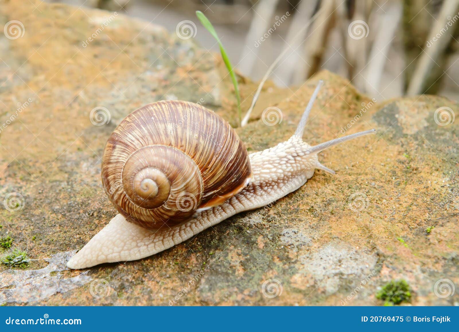 Garden snail stock image. Image of crawling, gastropod - 20769475