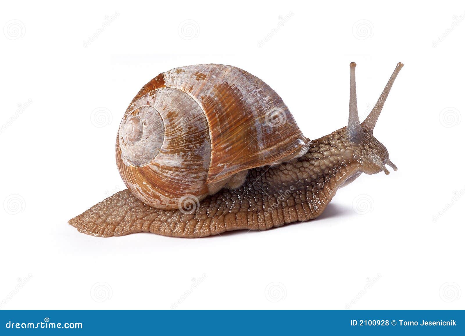 Garden snail stock photo. Image of isolated, animal, mollusc - 2100928