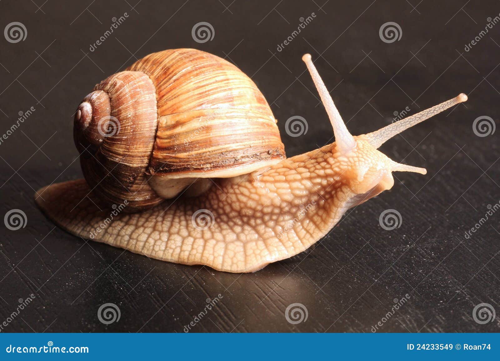 Garden snail stock image. Image of looking, environment - 24233549