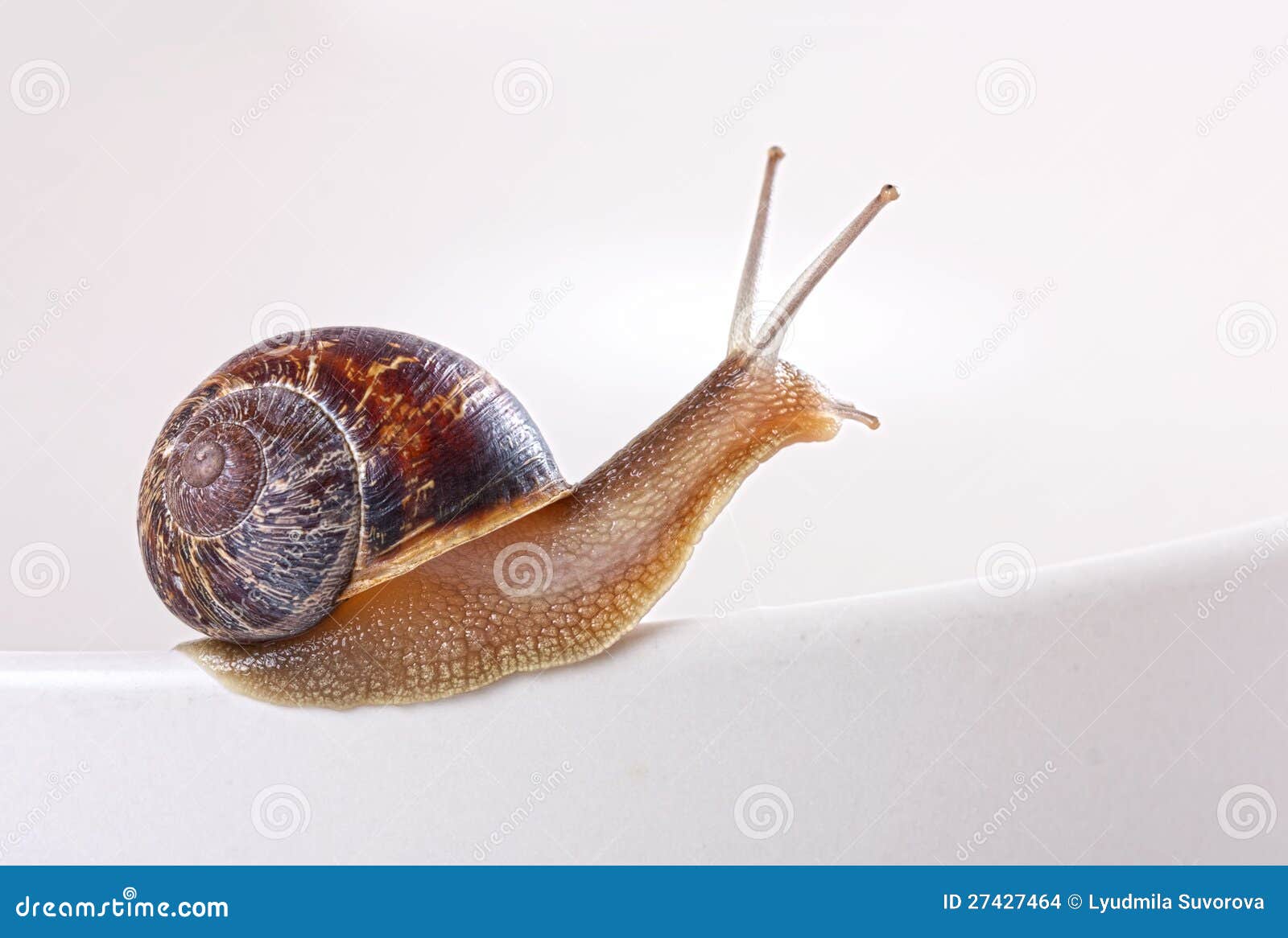 Garden snail stock photo. Image of spiral, slithering - 27427464