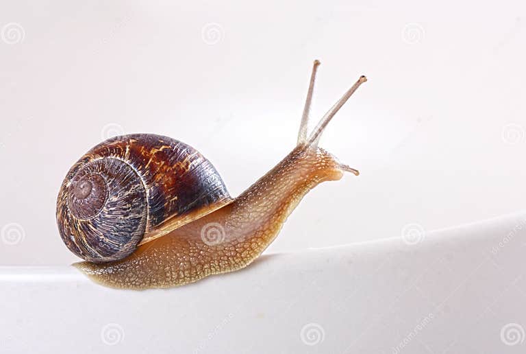 Garden snail stock photo. Image of spiral, slithering - 27427464
