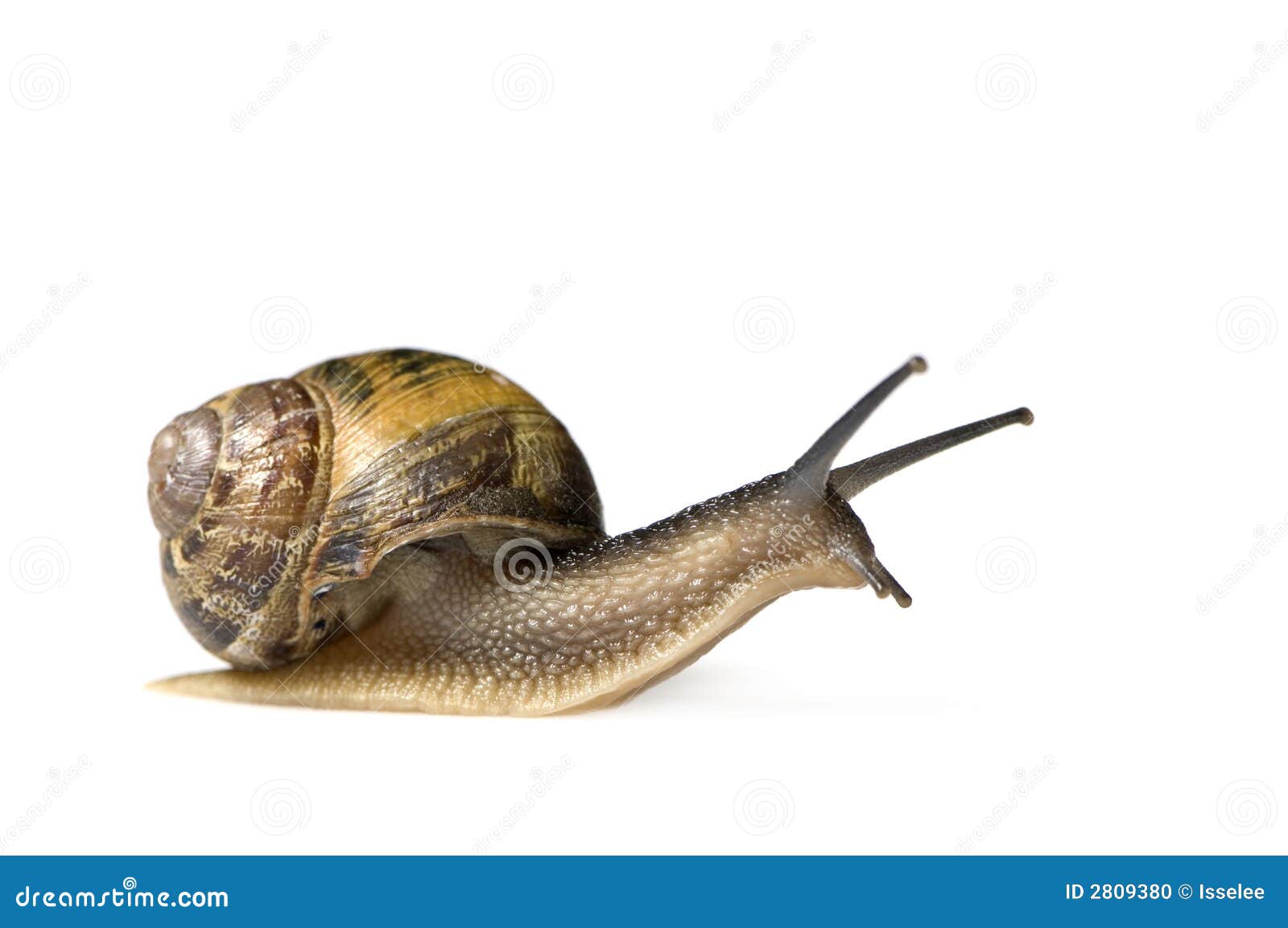 Big Garden Snail On Breeding Farm.Breeding Farm On White Background ...
