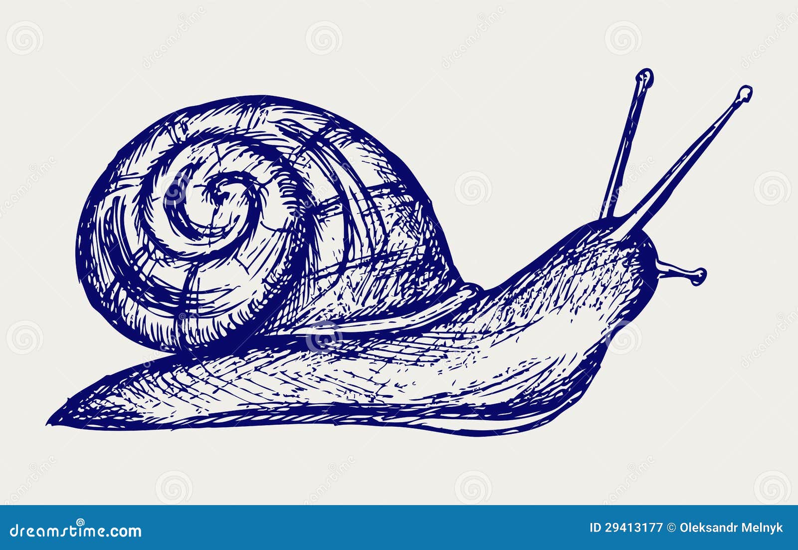 Garden Snail Illustration, Drawing, Engraving, Ink, Line Art ...