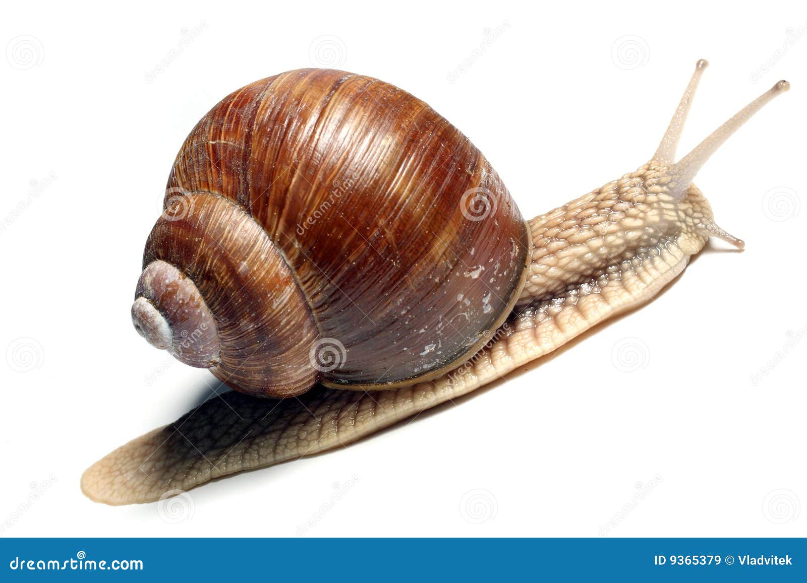 Garden Snail stock image. Image of move, animal, lonely - 9365379