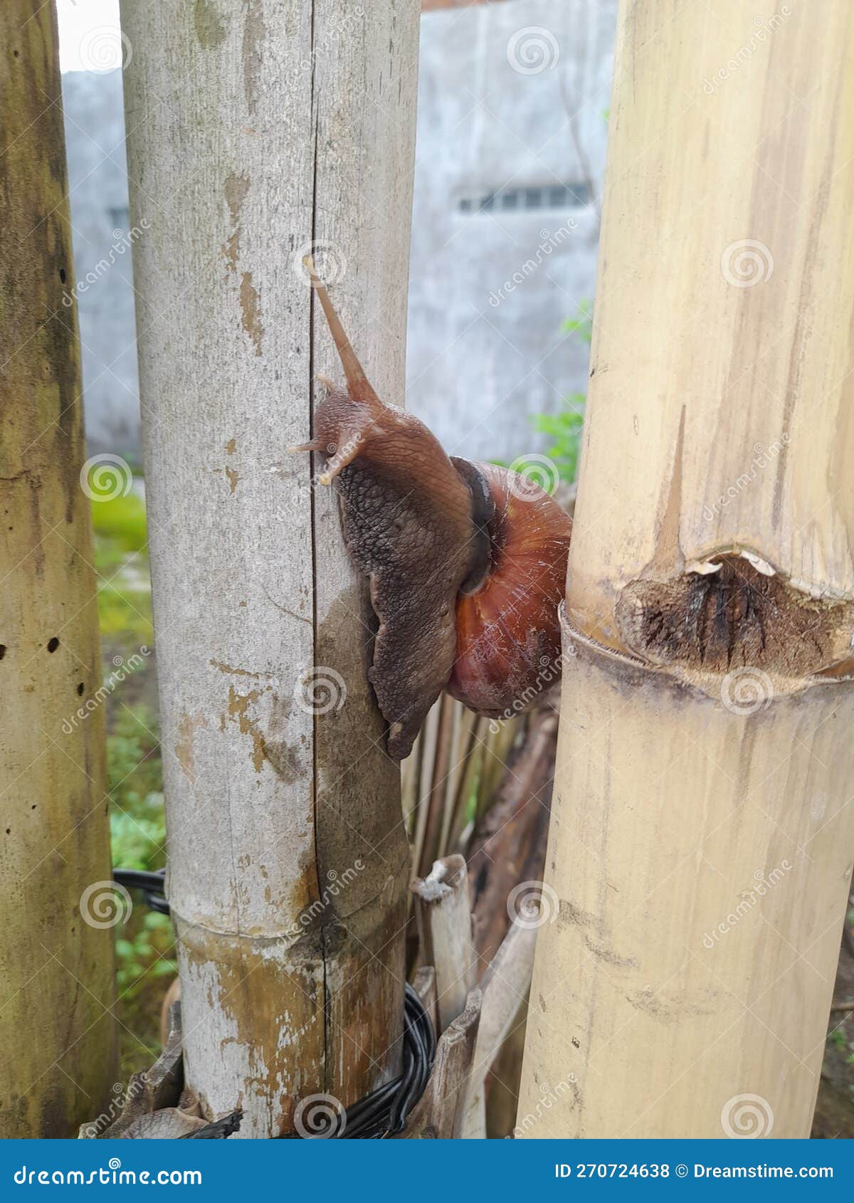 Garden Snail through the Bamboo Stock Photo - Image of nature, bamboo ...