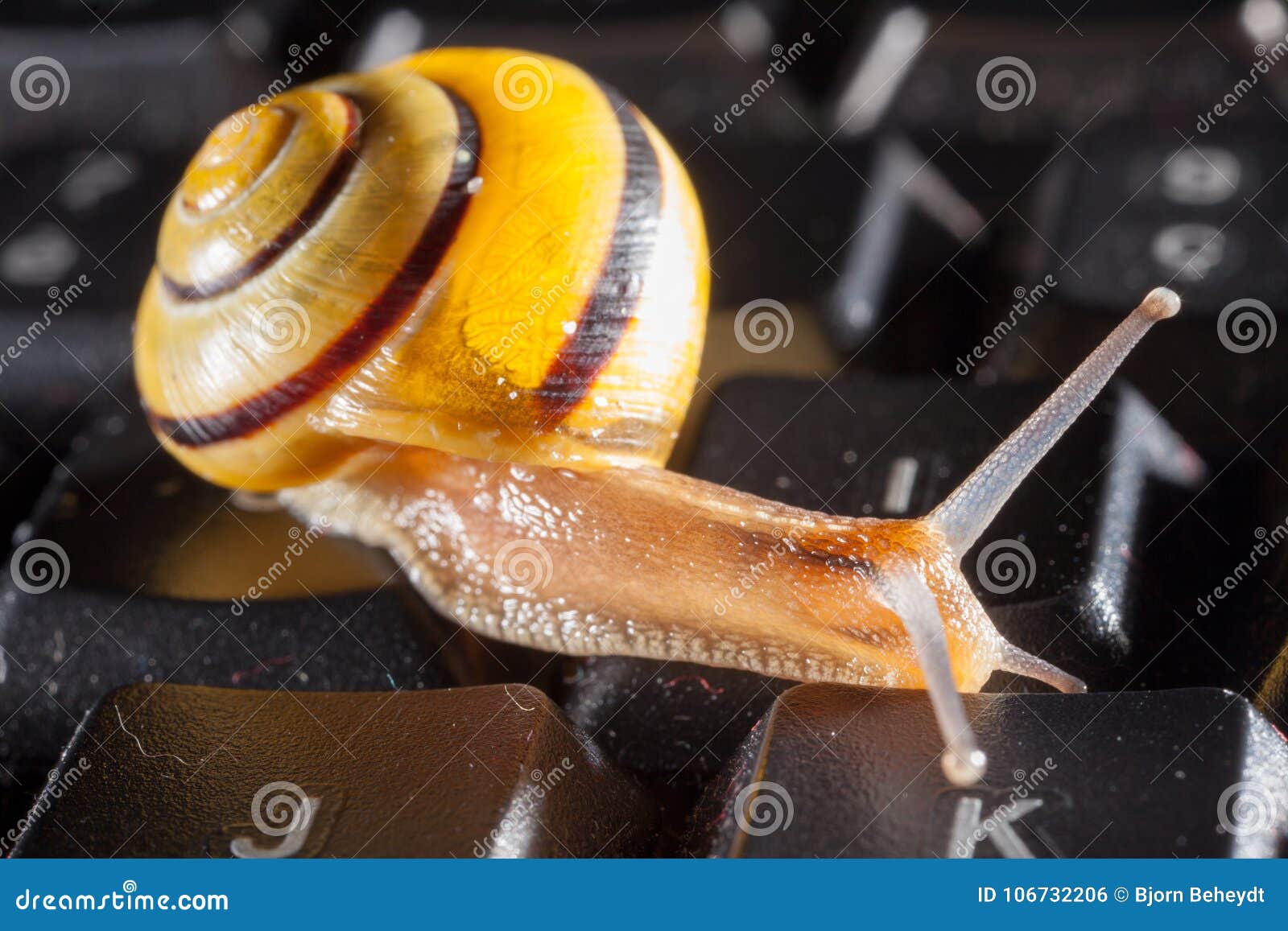 Garden Snail on a Black Computer Keyboard Stock Photo - Image of animal ...