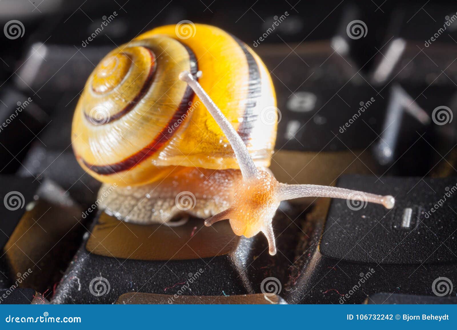 Garden Snail on a Black Computer Keyboard Stock Photo - Image of cuba ...